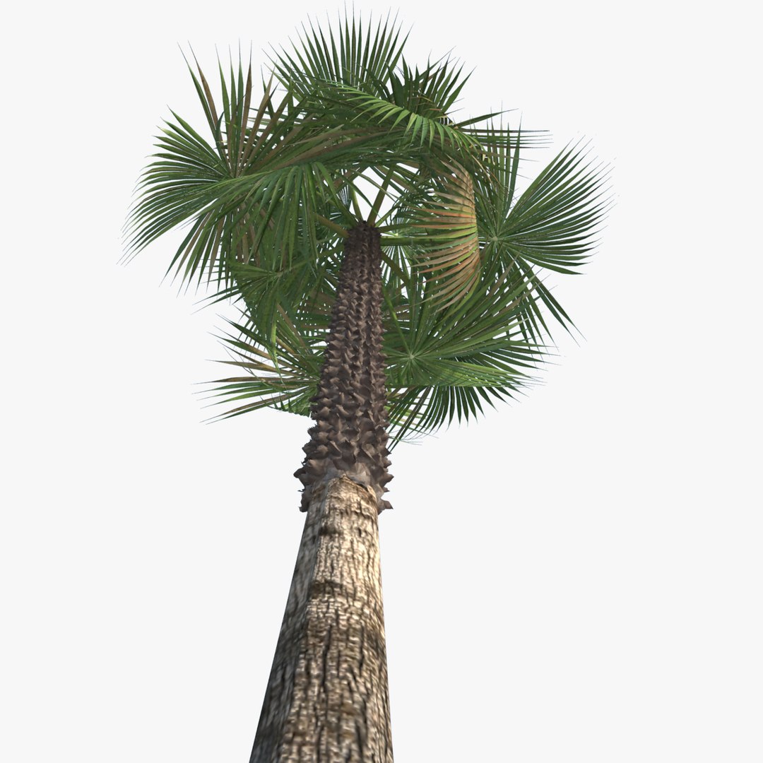 3d palm tree model
