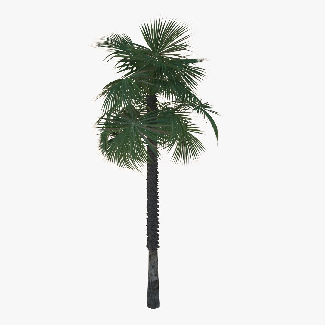 3d palm tree model
