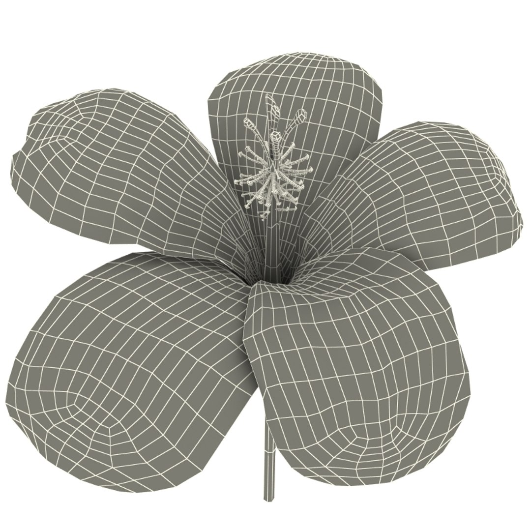 3d hibiscus modelled model
