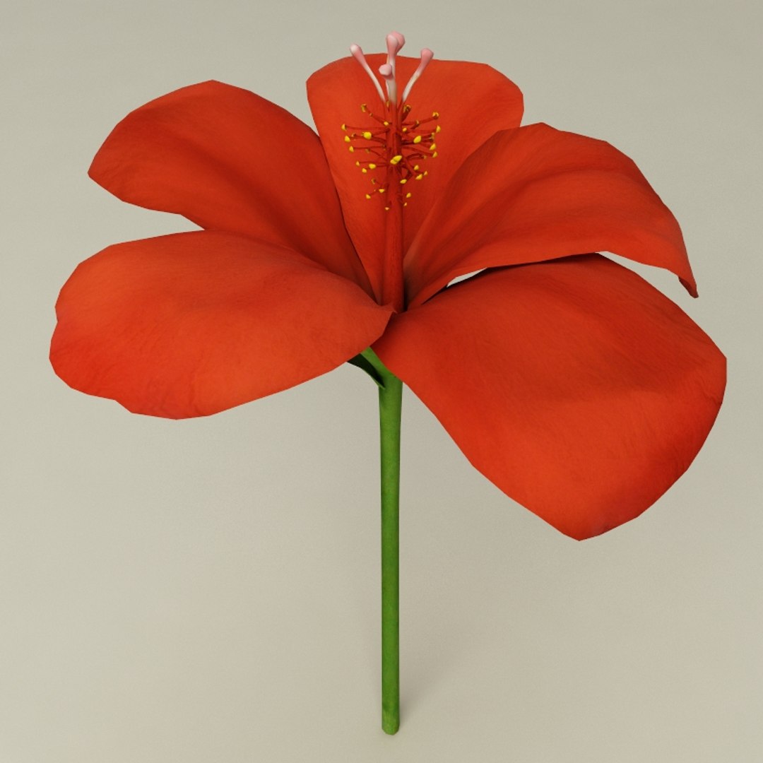 3d hibiscus modelled model