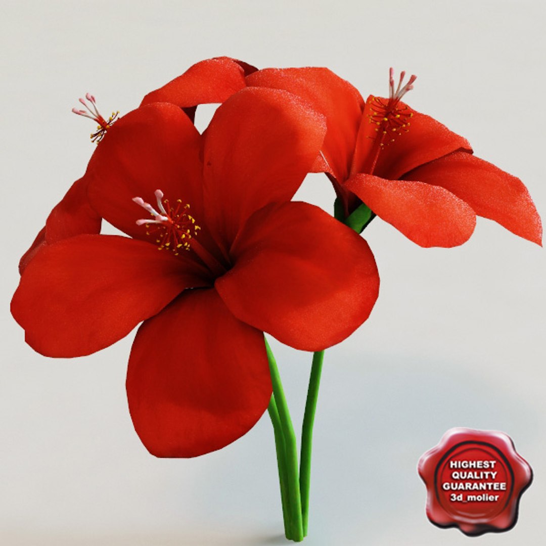 3d hibiscus modelled model