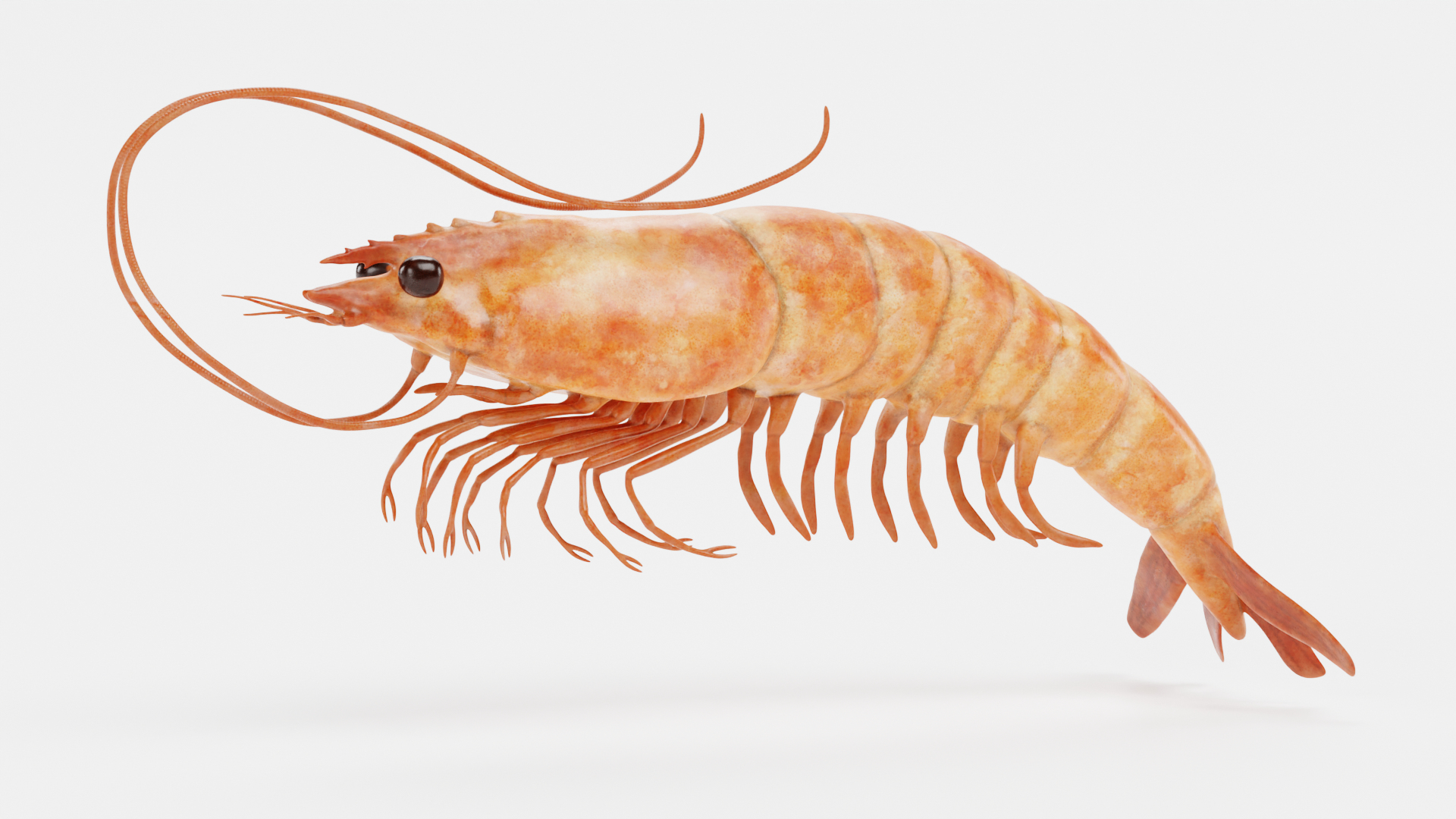 Shrimp 3D - TurboSquid 1728653