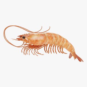 3D Shrimp Models - Browse & Download Formats - TurboSquid