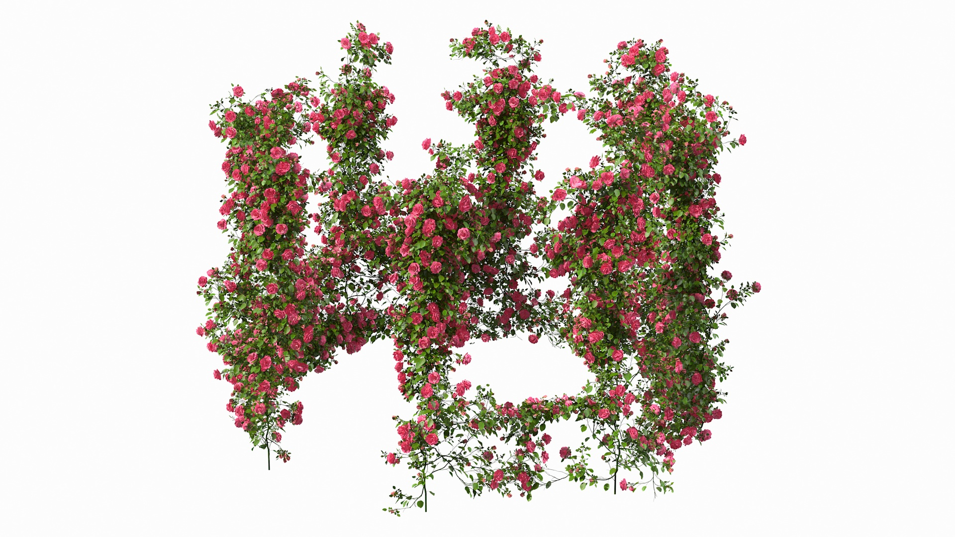 3D Pink Rose Bush Model - TurboSquid 1619918