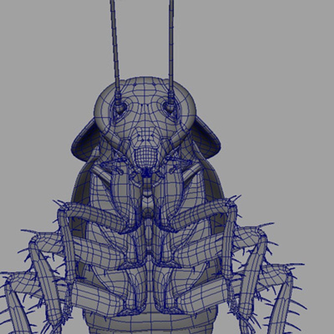 photorealistic cockroach 3d model