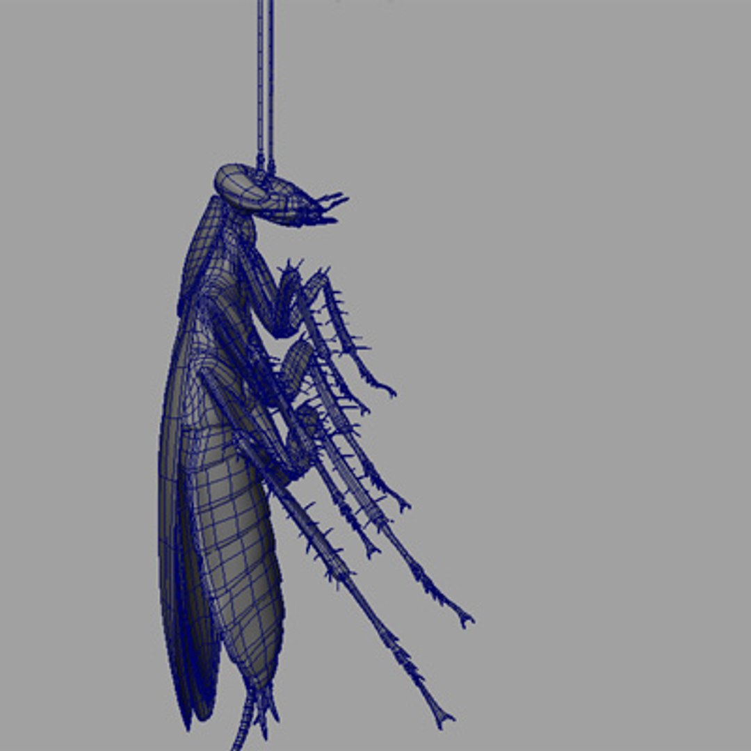 photorealistic cockroach 3d model