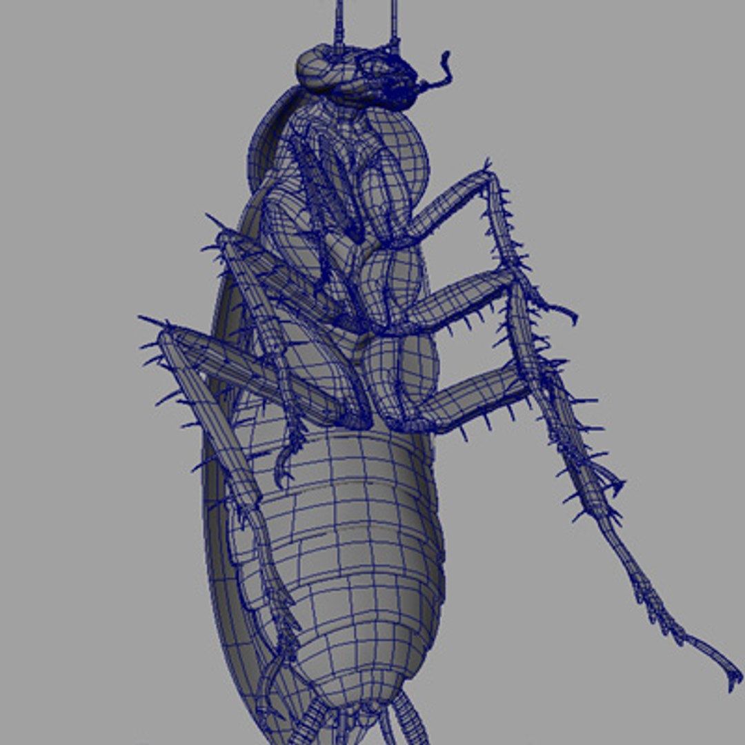 photorealistic cockroach 3d model
