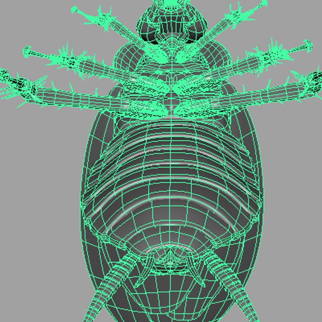 photorealistic cockroach 3d model