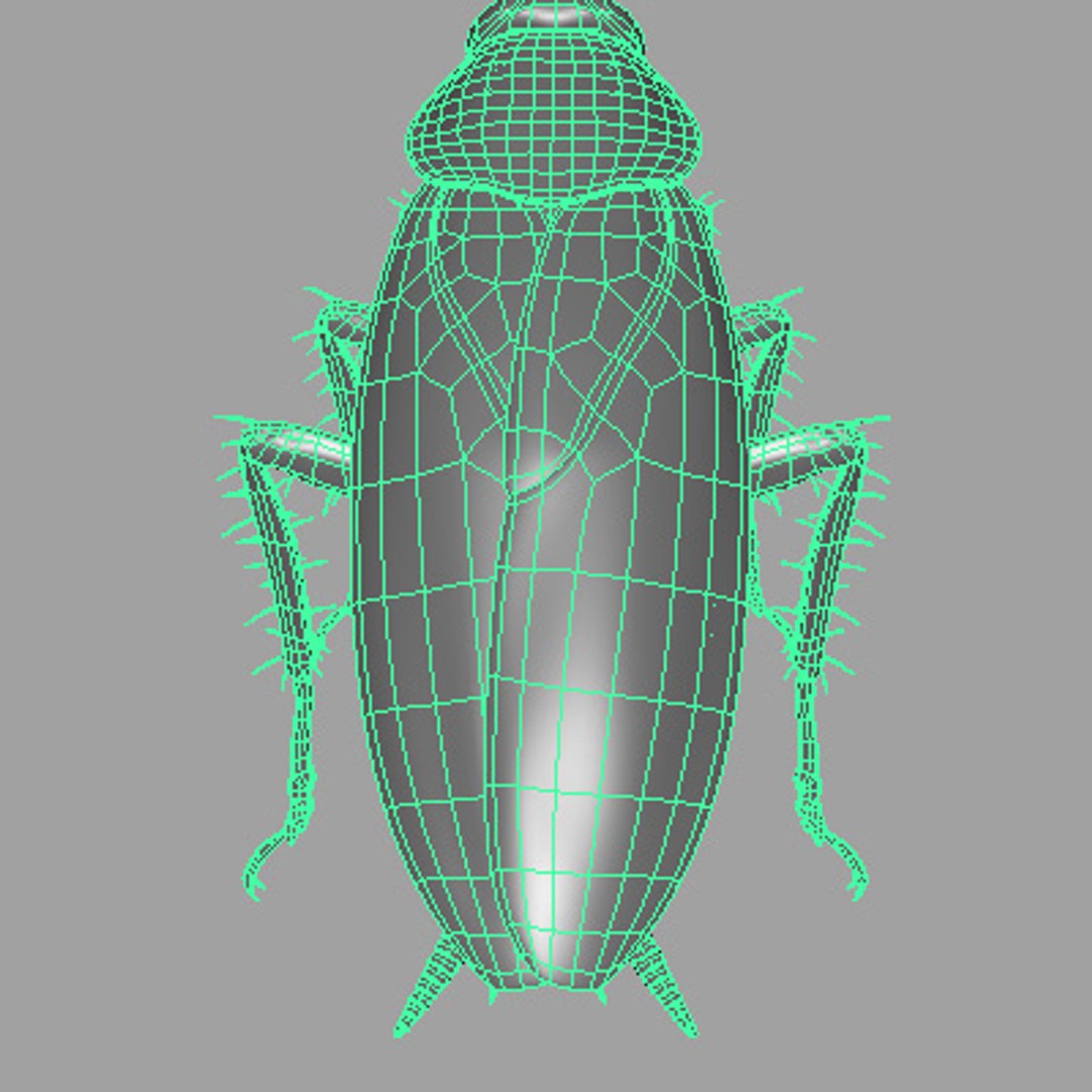 photorealistic cockroach 3d model