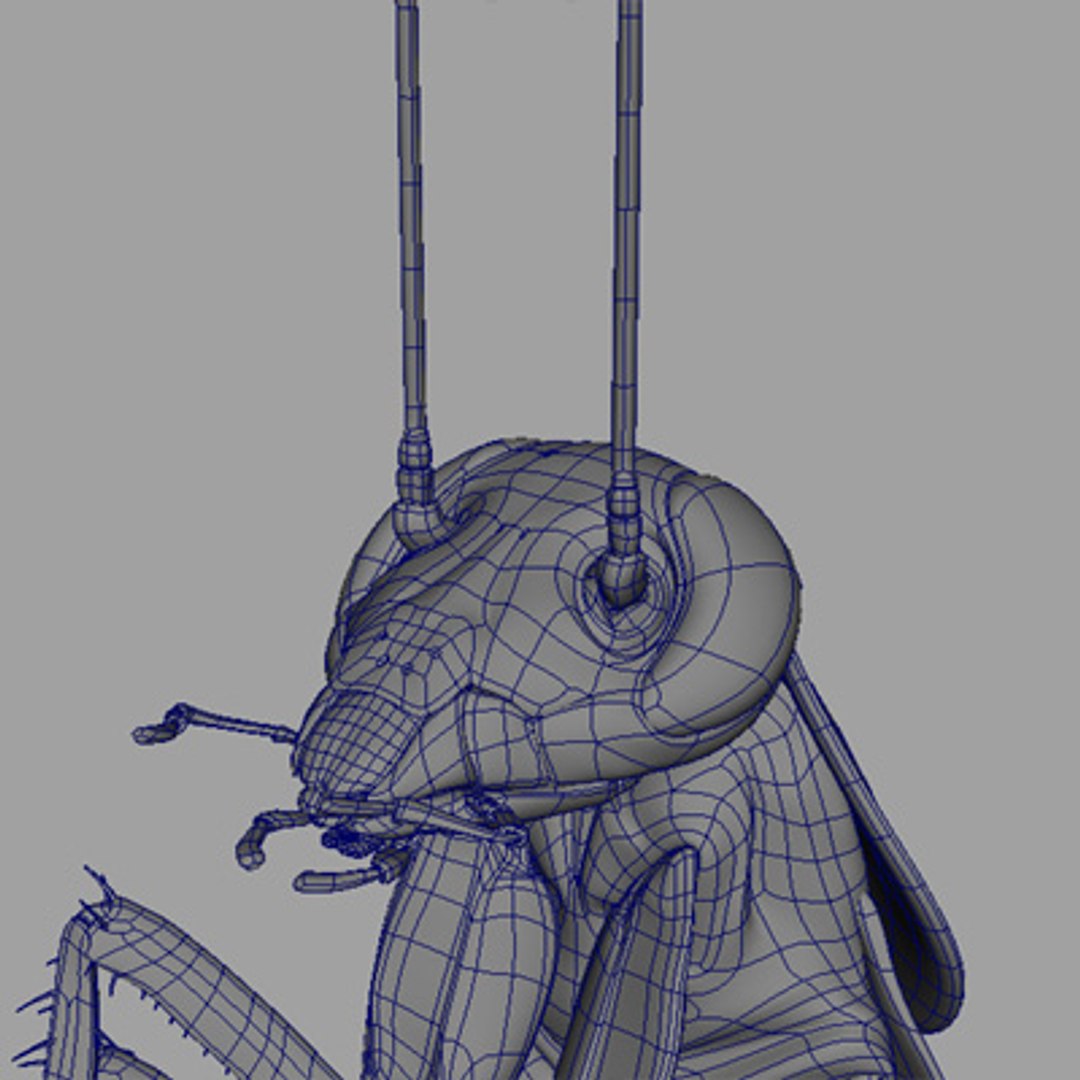 photorealistic cockroach 3d model