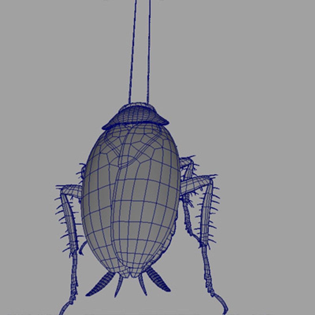 photorealistic cockroach 3d model