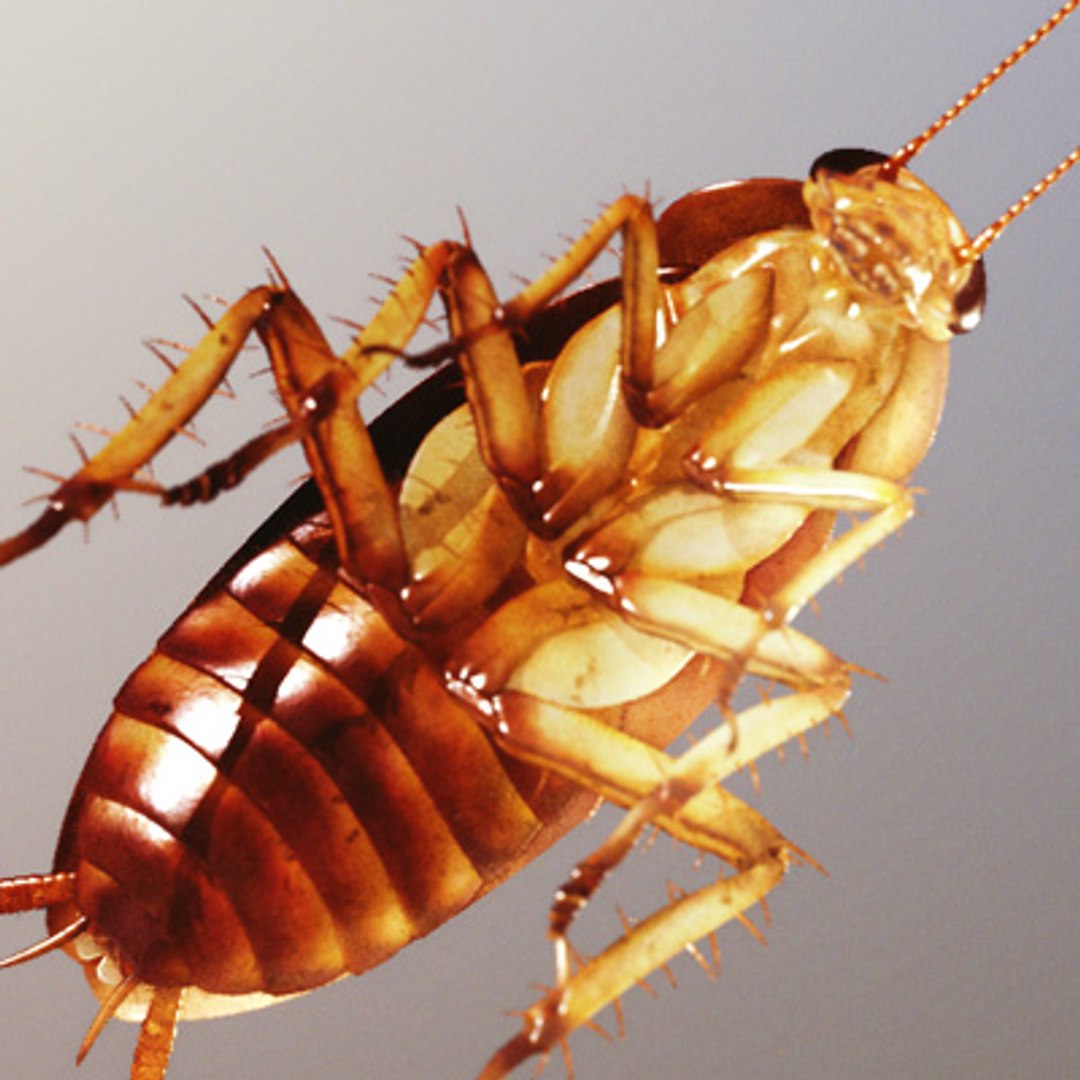 photorealistic cockroach 3d model