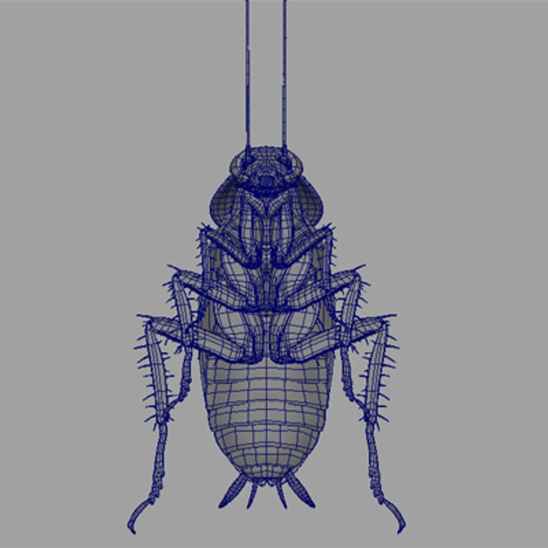 photorealistic cockroach 3d model