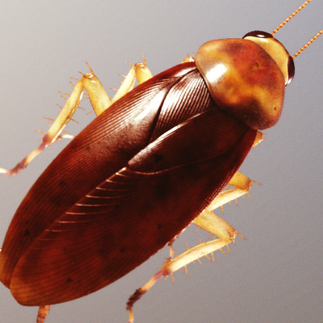 photorealistic cockroach 3d model