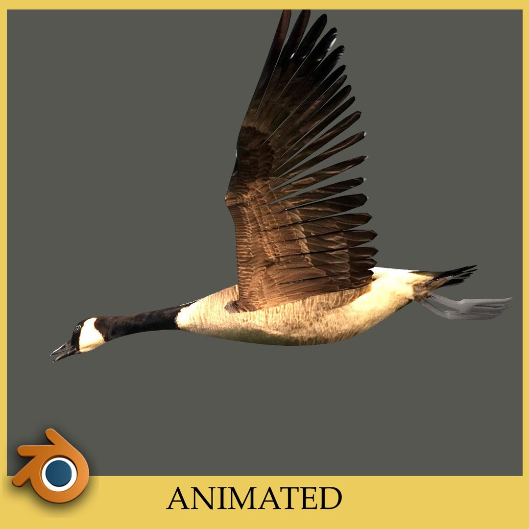 Blender Canada Goose