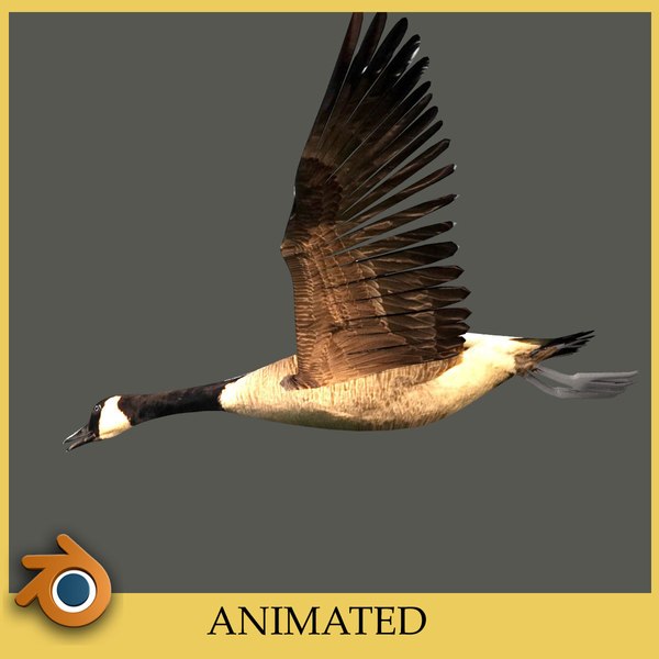 Canadian Goose 3D Models for Download | TurboSquid
