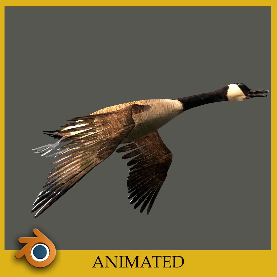 Blender Canada Goose