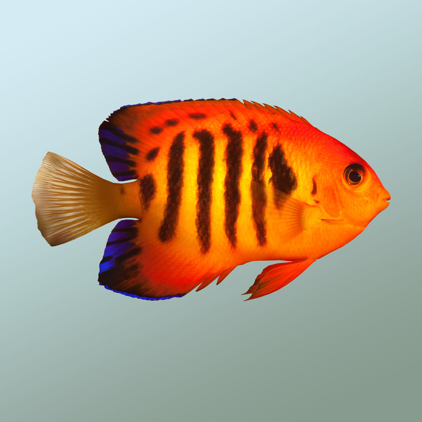 3ds flame angelfish