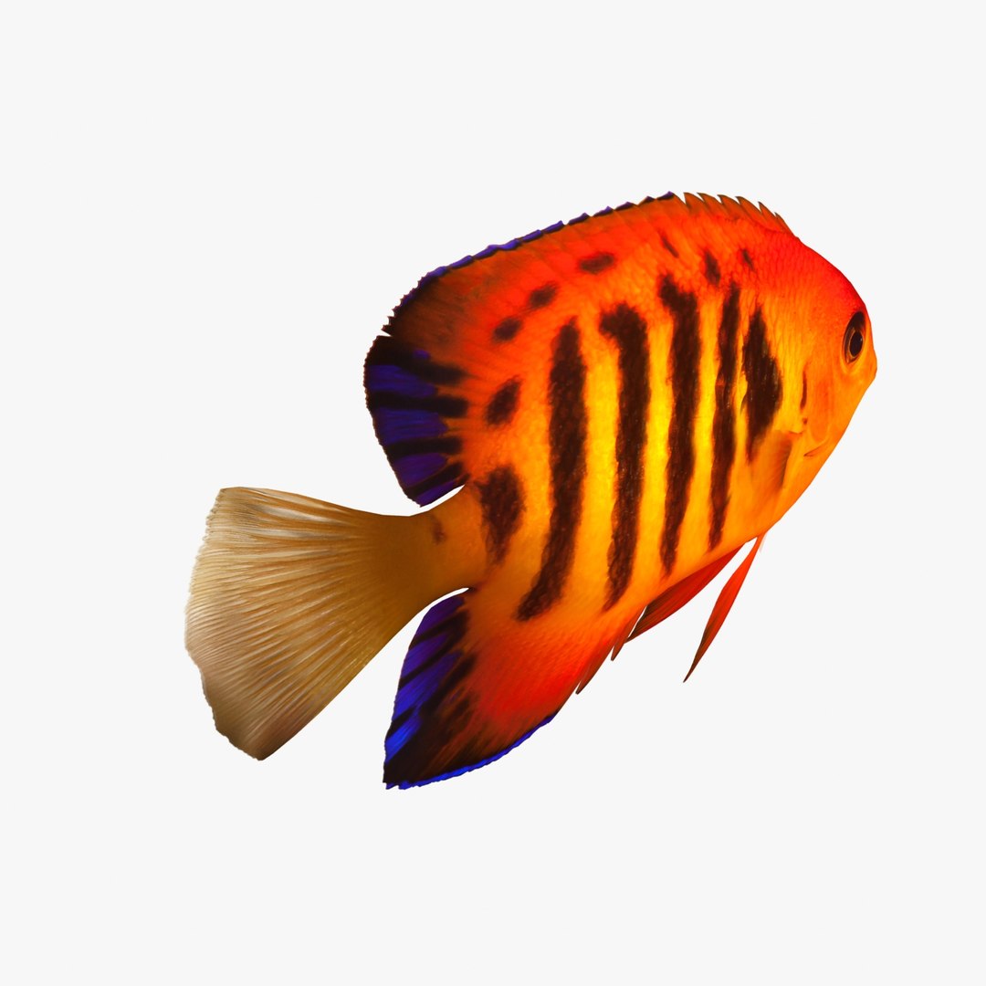 3ds Flame Angelfish