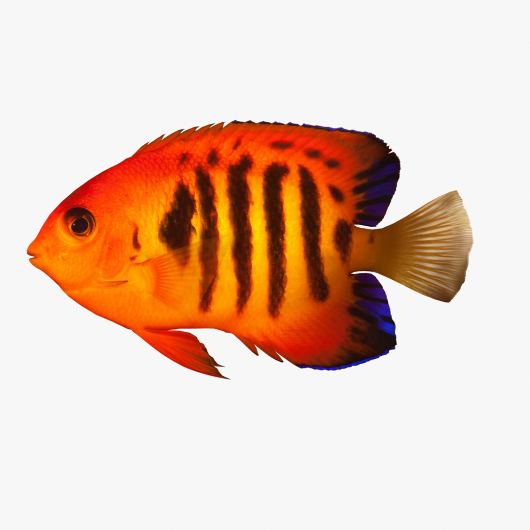 3ds Flame Angelfish