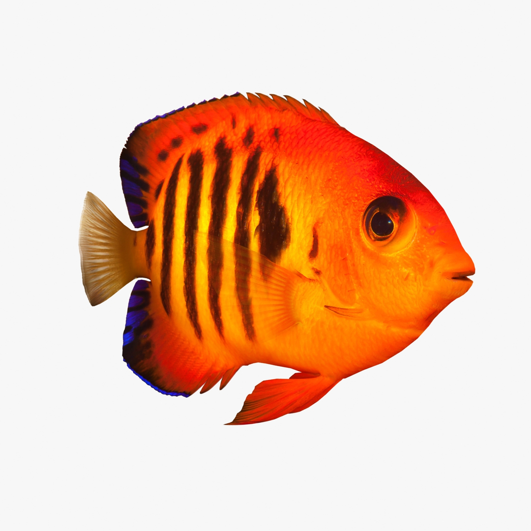 3ds flame angelfish