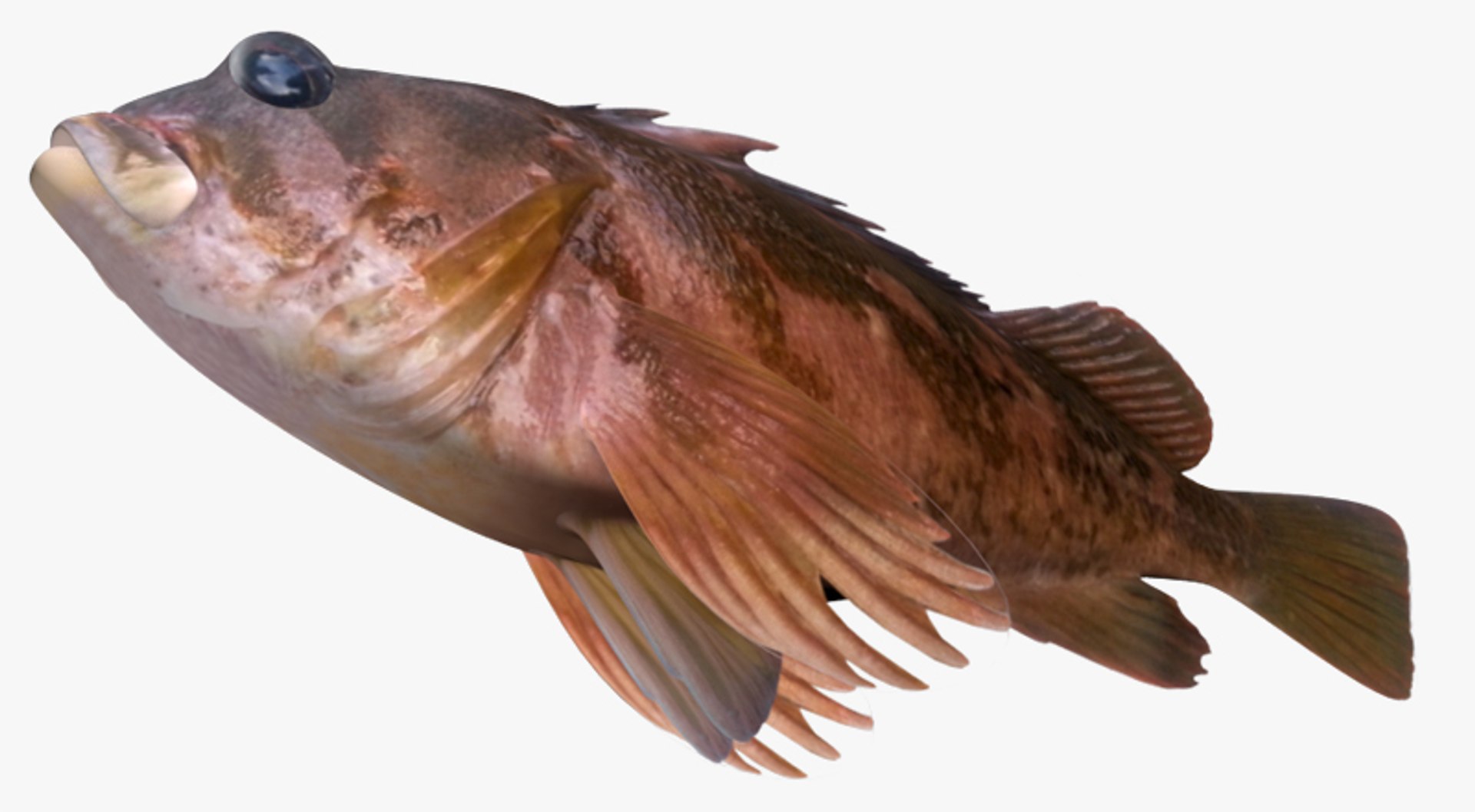 3D Saltwater Fish Collection 21 - TurboSquid 1837487