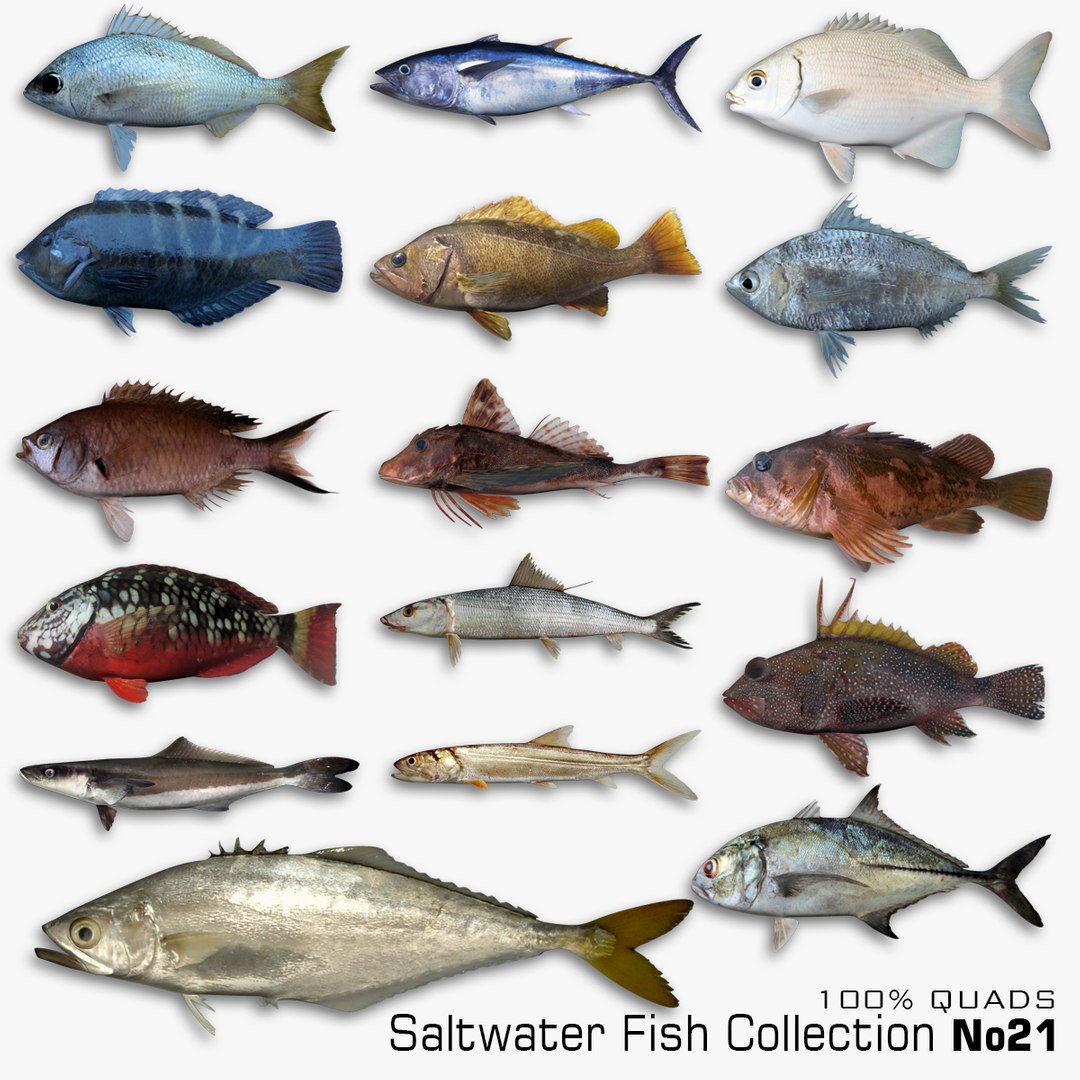 3D Saltwater Fish Collection 21 - TurboSquid 1837487