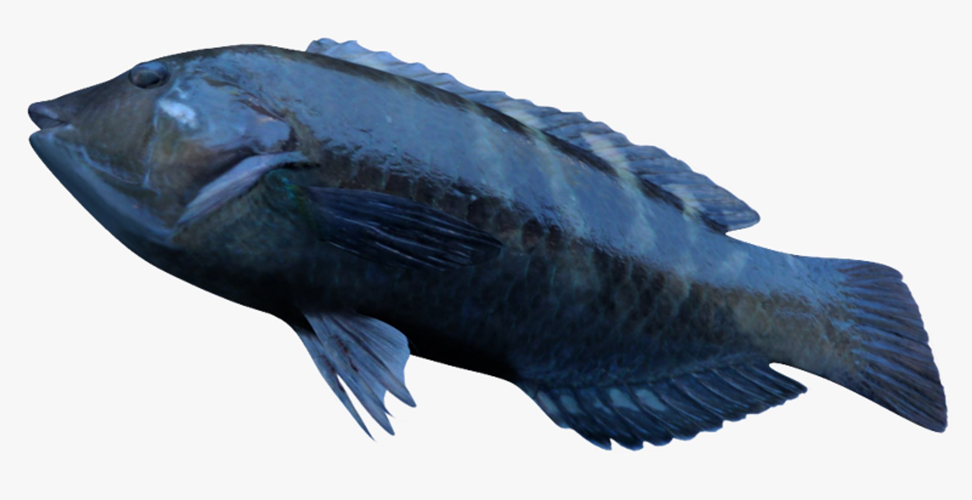 3D Saltwater Fish Collection 21 - TurboSquid 1837487