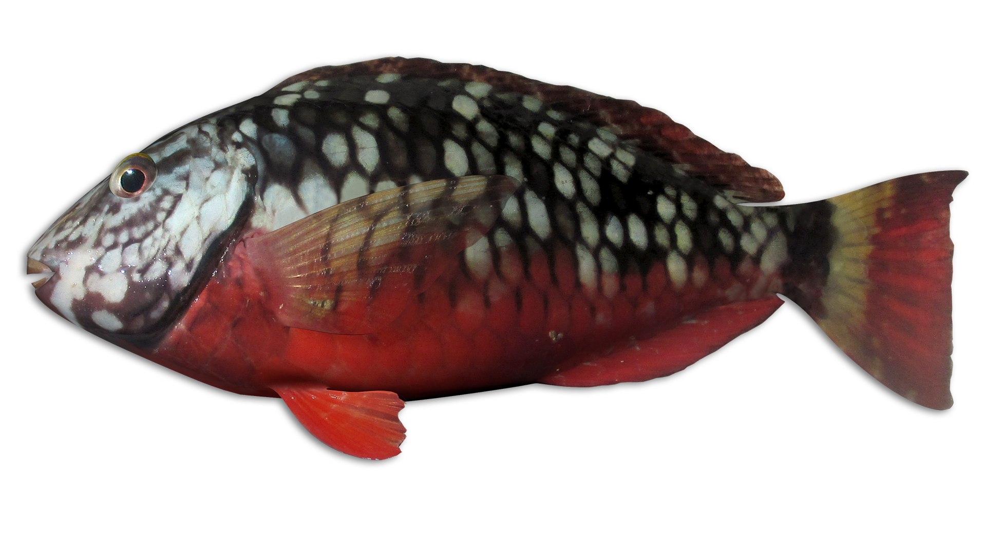 3D Saltwater Fish Collection 21 - TurboSquid 1837487