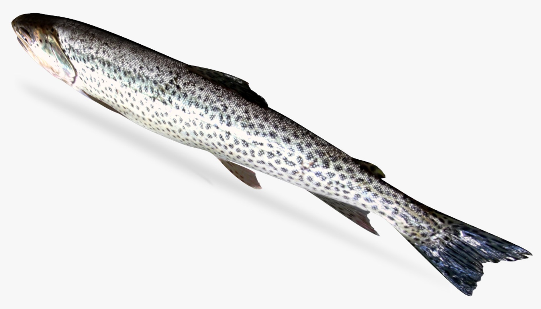 Coastal cutthroat trout 3D model - TurboSquid 1180085