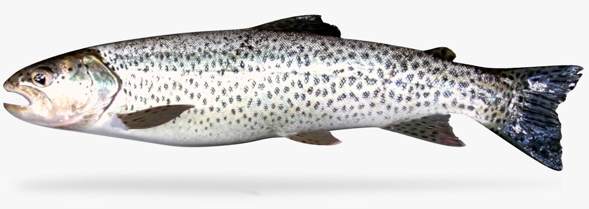 Coastal cutthroat trout 3D model - TurboSquid 1180085