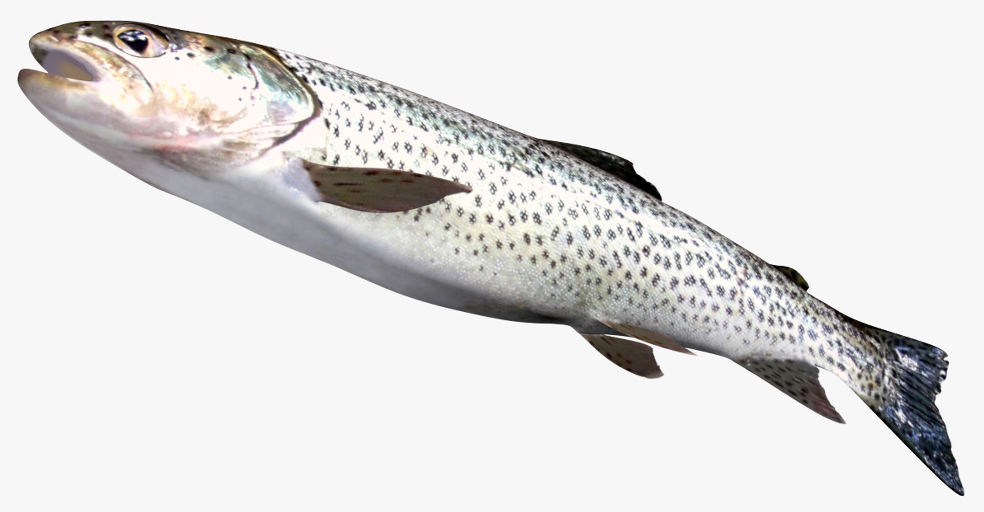 Coastal cutthroat trout 3D model - TurboSquid 1180085