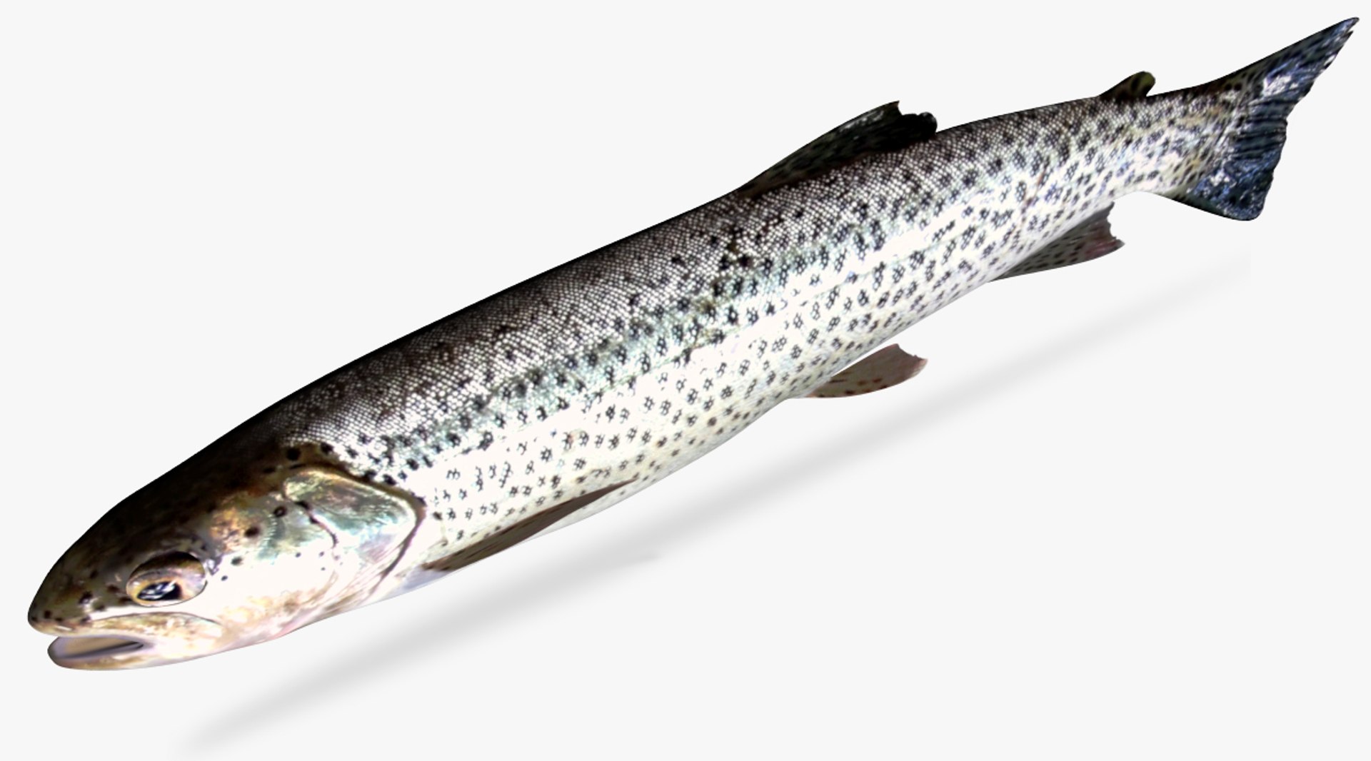 Coastal cutthroat trout 3D model - TurboSquid 1180085