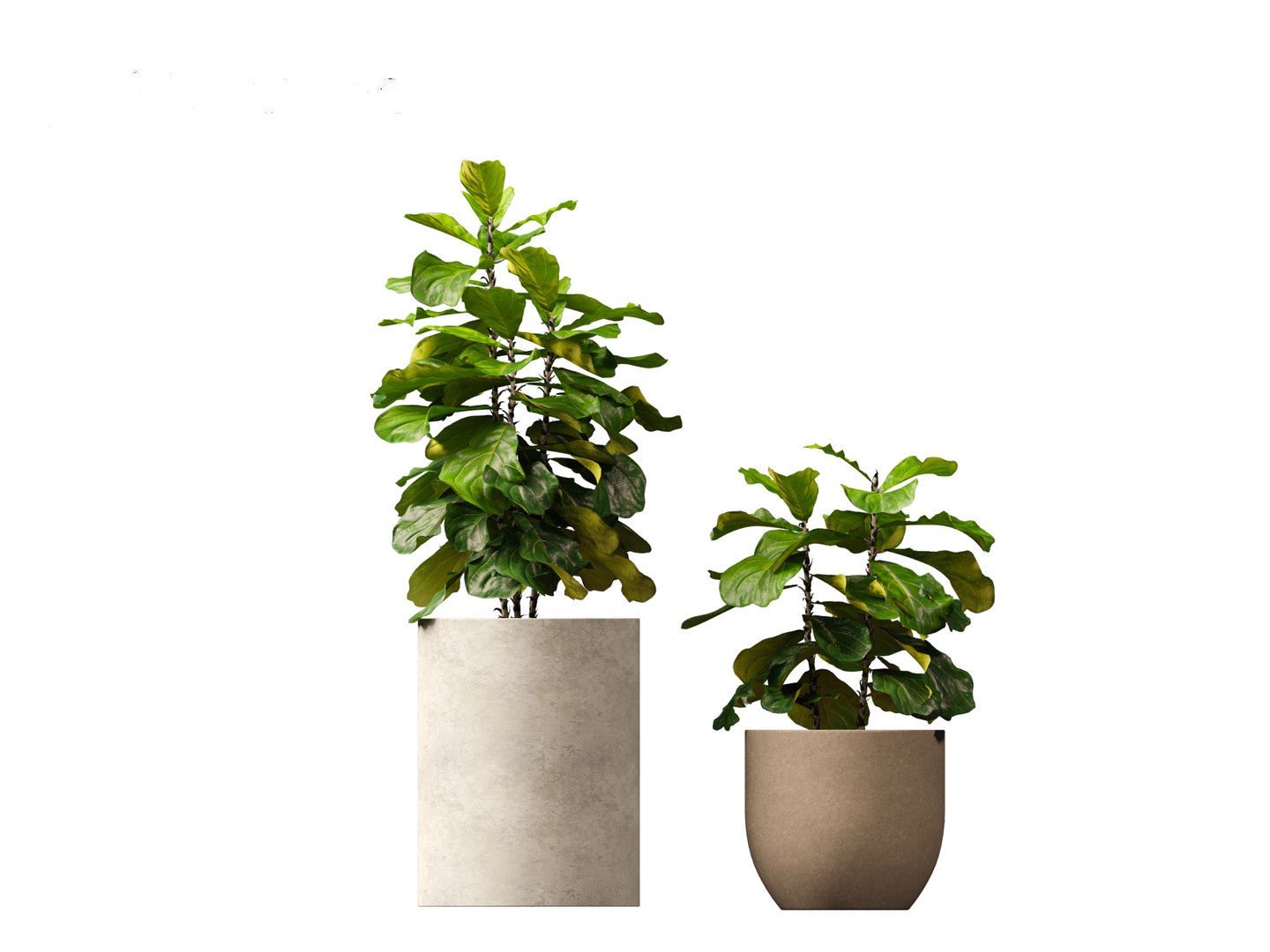 3D Ficus Pandurata - Banjo Fig 01 Model - TurboSquid 2138239
