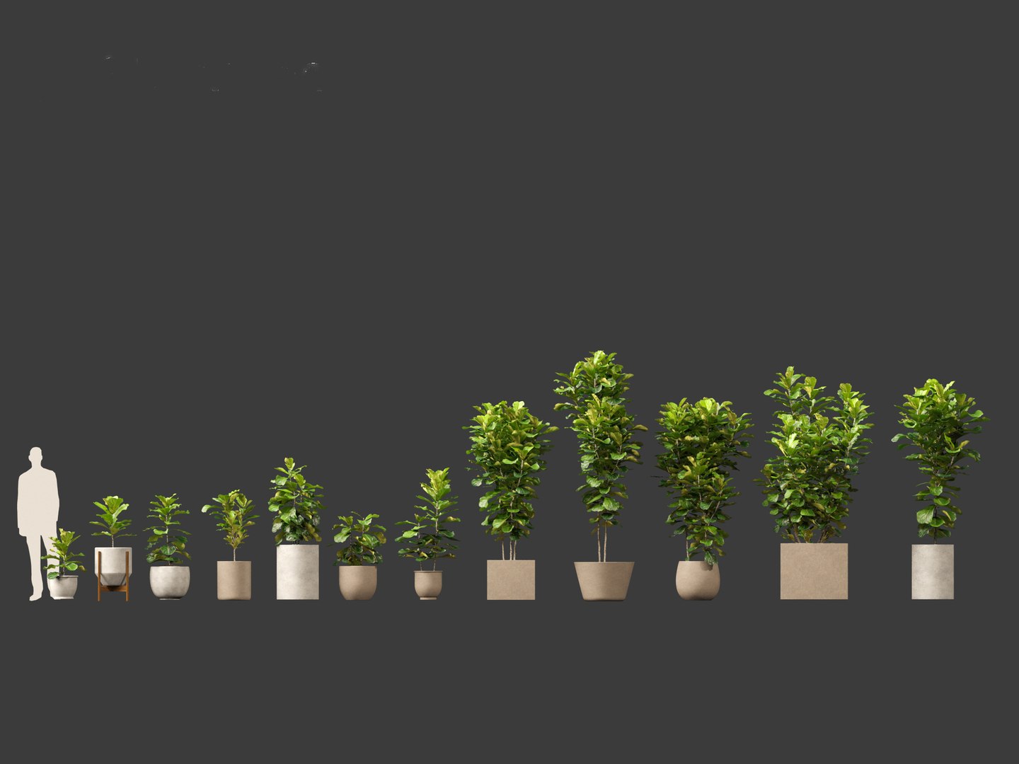 3D Ficus Pandurata - Banjo Fig 01 Model - TurboSquid 2138239