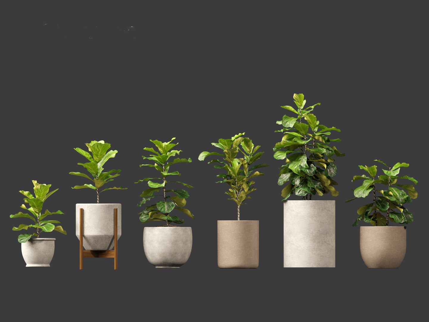 3D Ficus Pandurata - Banjo Fig 01 Model - TurboSquid 2138239