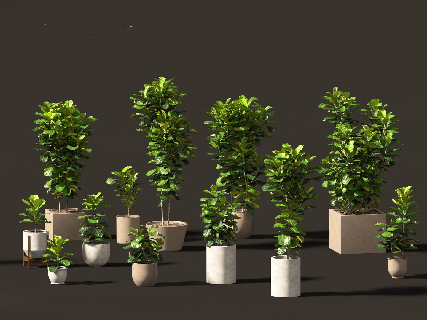 3D Ficus Pandurata - Banjo Fig 01 Model - TurboSquid 2138239