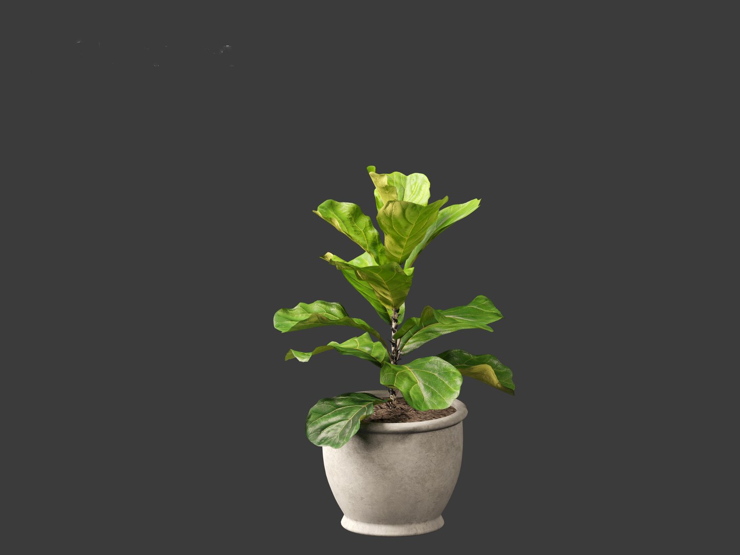 3D Ficus Pandurata - Banjo Fig 01 Model - TurboSquid 2138239
