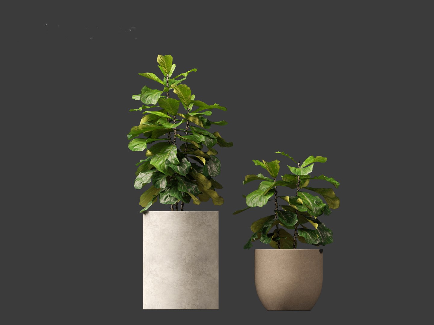 3D Ficus Pandurata - Banjo Fig 01 Model - TurboSquid 2138239
