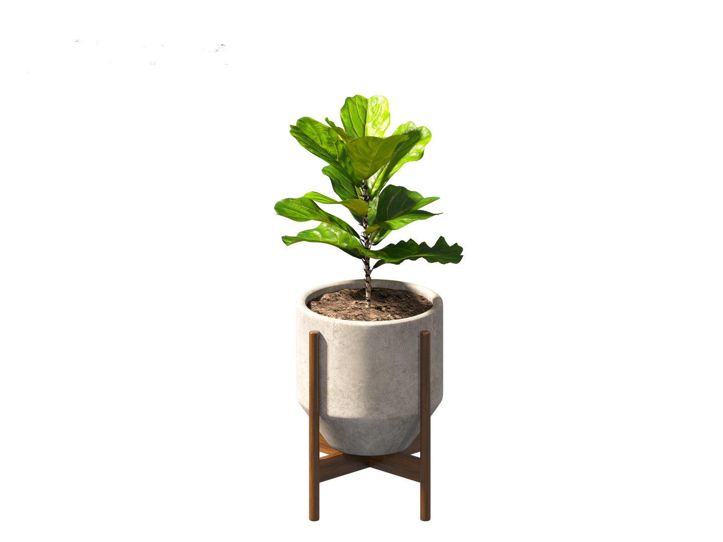 3D Ficus Pandurata - Banjo Fig 01 Model - TurboSquid 2138239