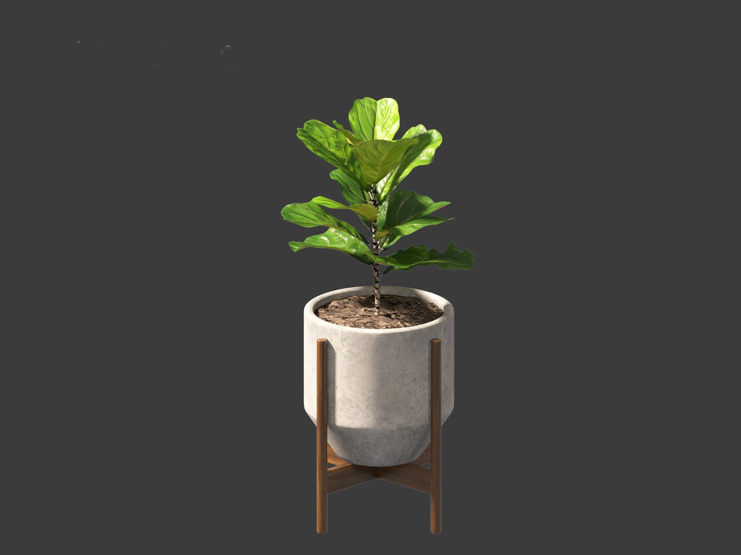 3D Ficus Pandurata - Banjo Fig 01 Model - TurboSquid 2138239