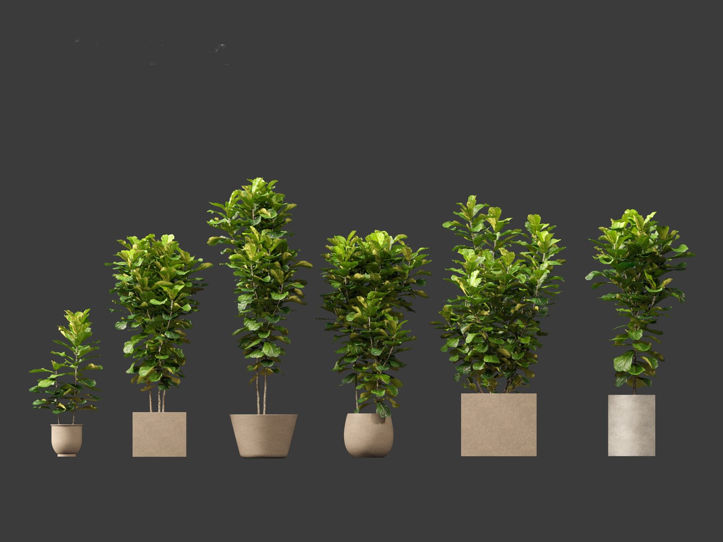 3D Ficus Pandurata - Banjo Fig 01 Model - TurboSquid 2138239