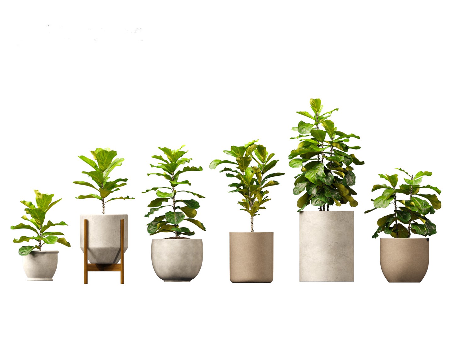3D Ficus Pandurata - Banjo Fig 01 Model - TurboSquid 2138239