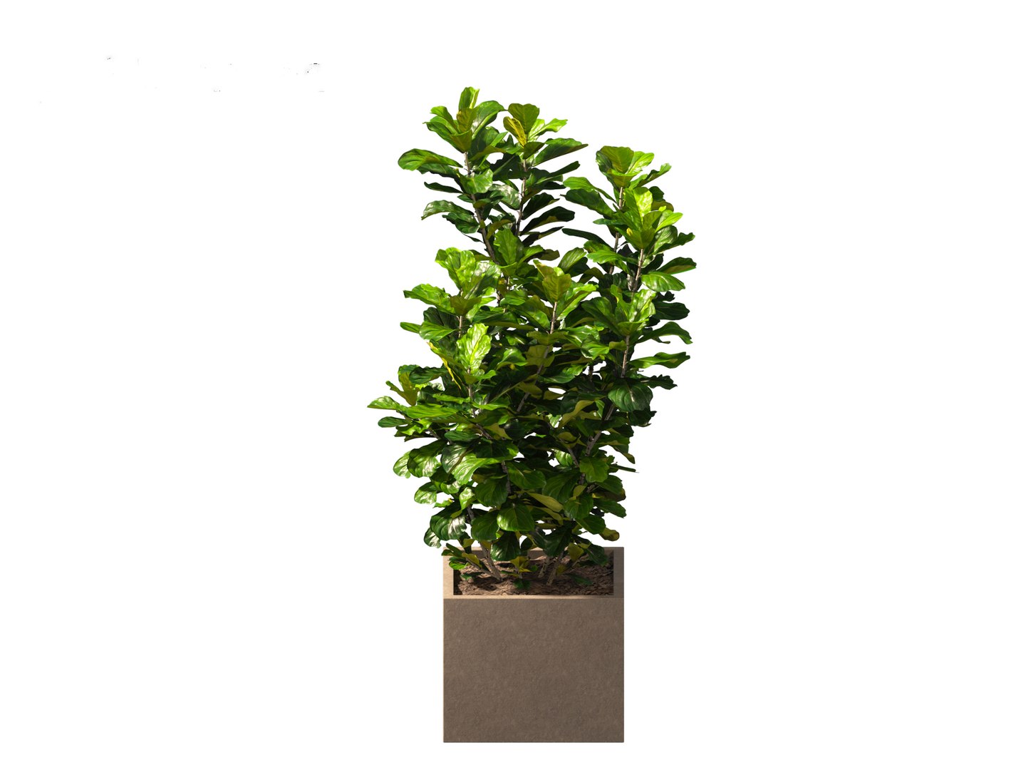 3D Ficus Pandurata - Banjo Fig 01 Model - TurboSquid 2138239