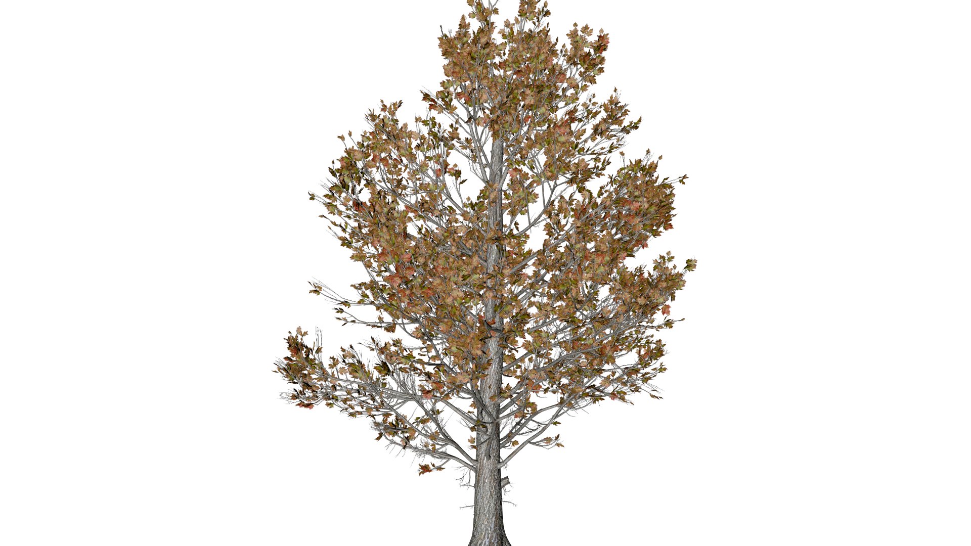 3D Sugar Maple Tree In Fall - 09 - - TurboSquid 2377842