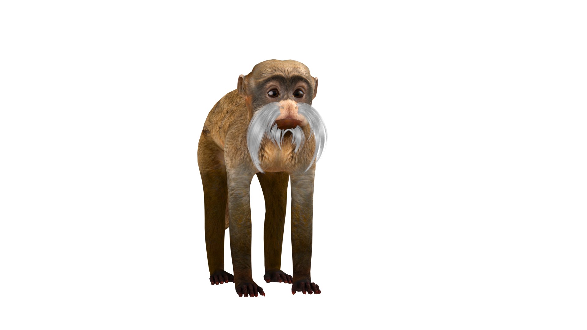 3D Emperor Tamarin Monkey Model - TurboSquid 2379555
