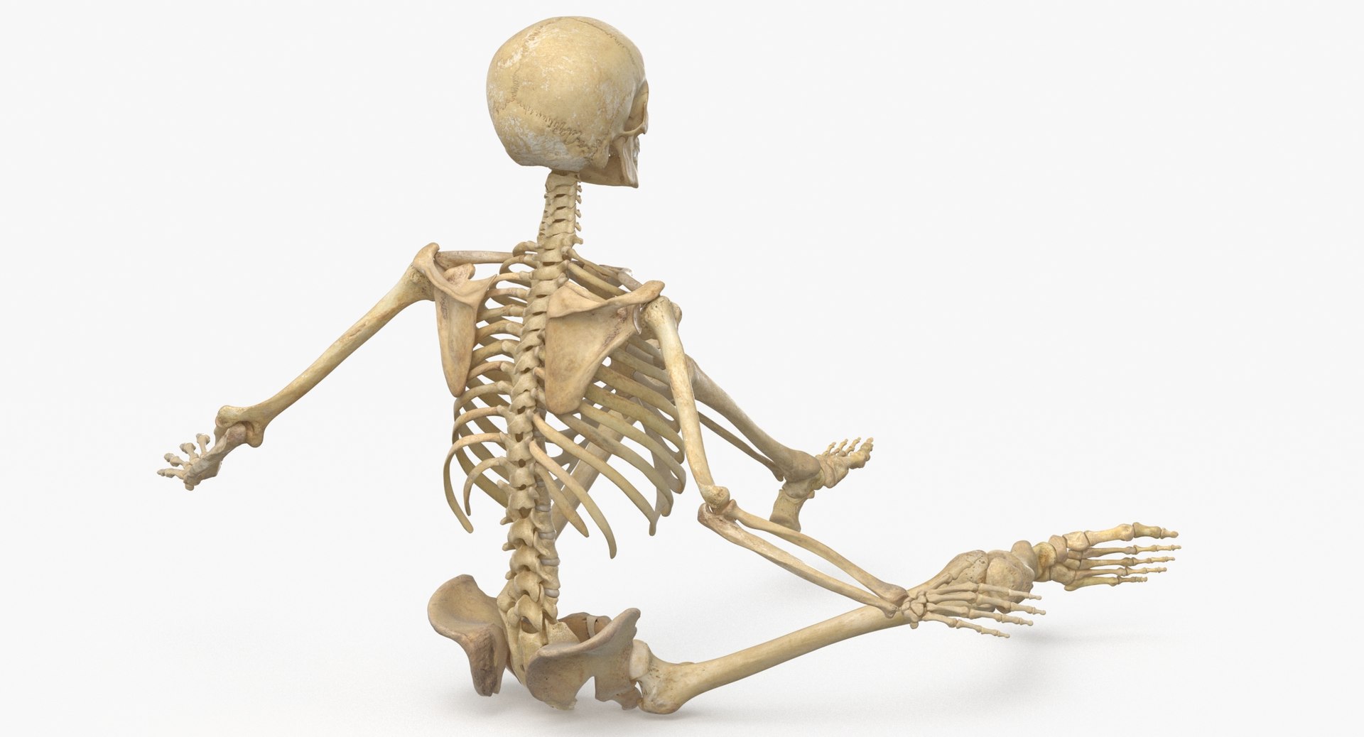 Real Human Female Skeleton Pose 69 3D model - TurboSquid 1846633