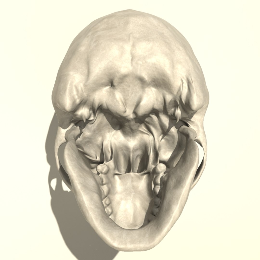 Anatomical Human Skull 3d 3ds