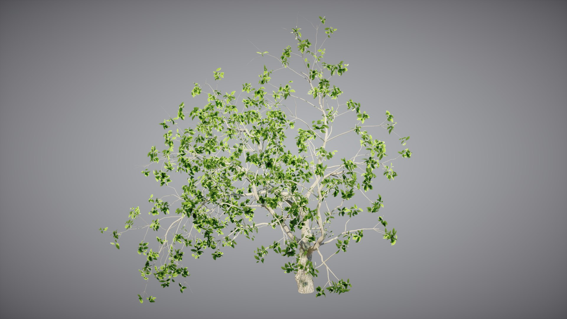 Lightwave Tree Pack Animation 3D - TurboSquid 1272389