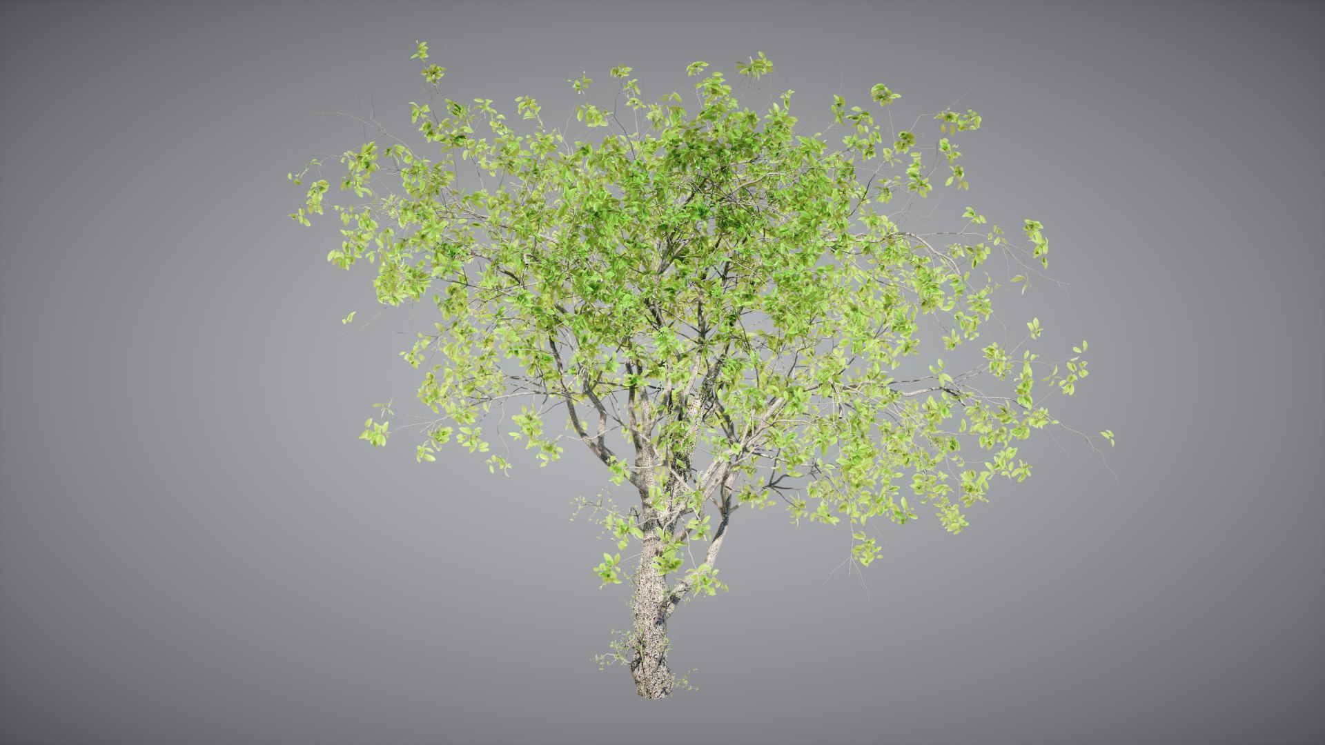 Lightwave Tree Pack Animation 3D - TurboSquid 1272389